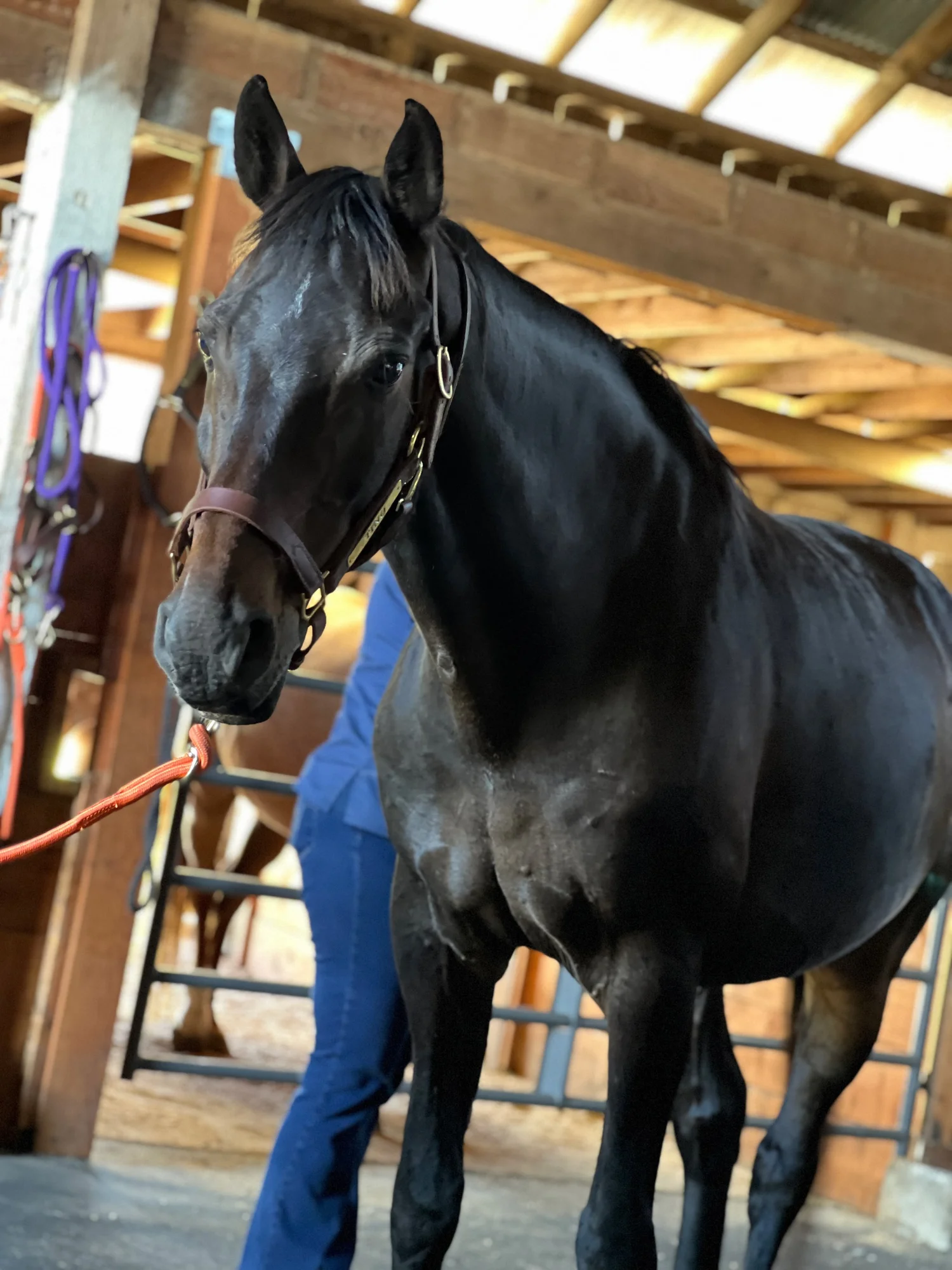 Rooster Run Foundation