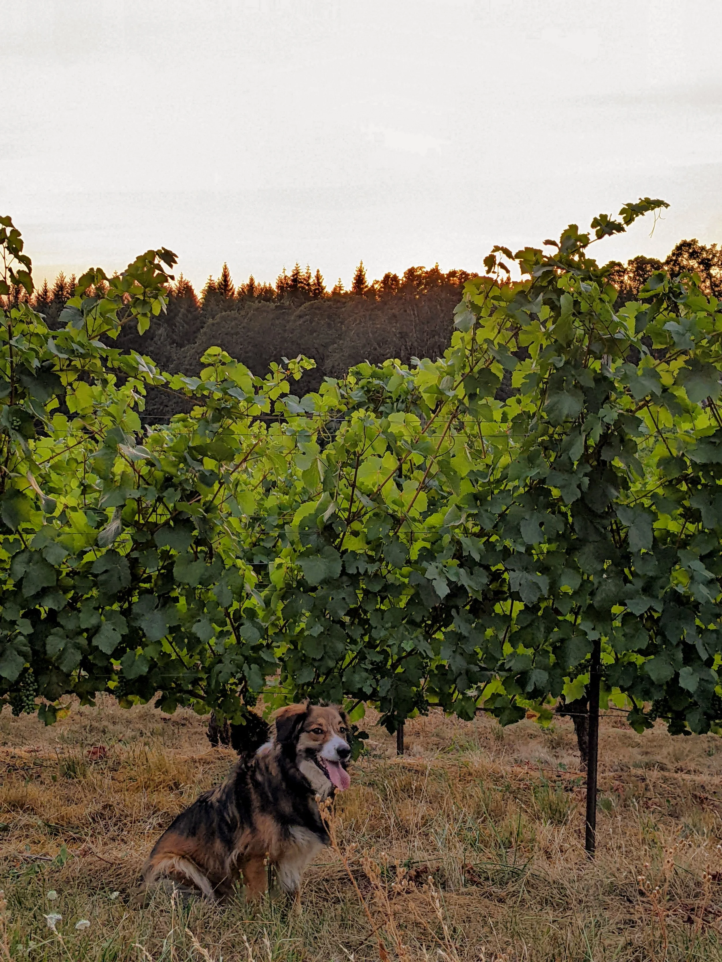 Sivilli Wine Co