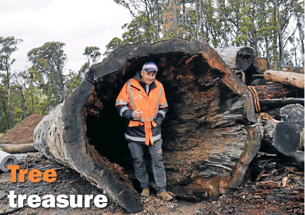 Media & Awards — Treasuring Our Trees