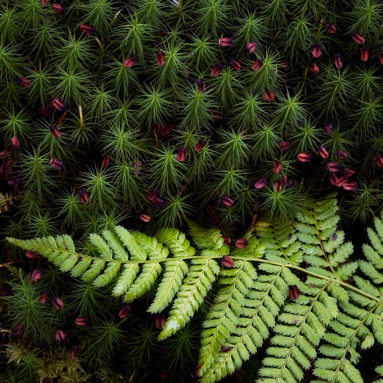 Detail & Abstract — Robert Birkby