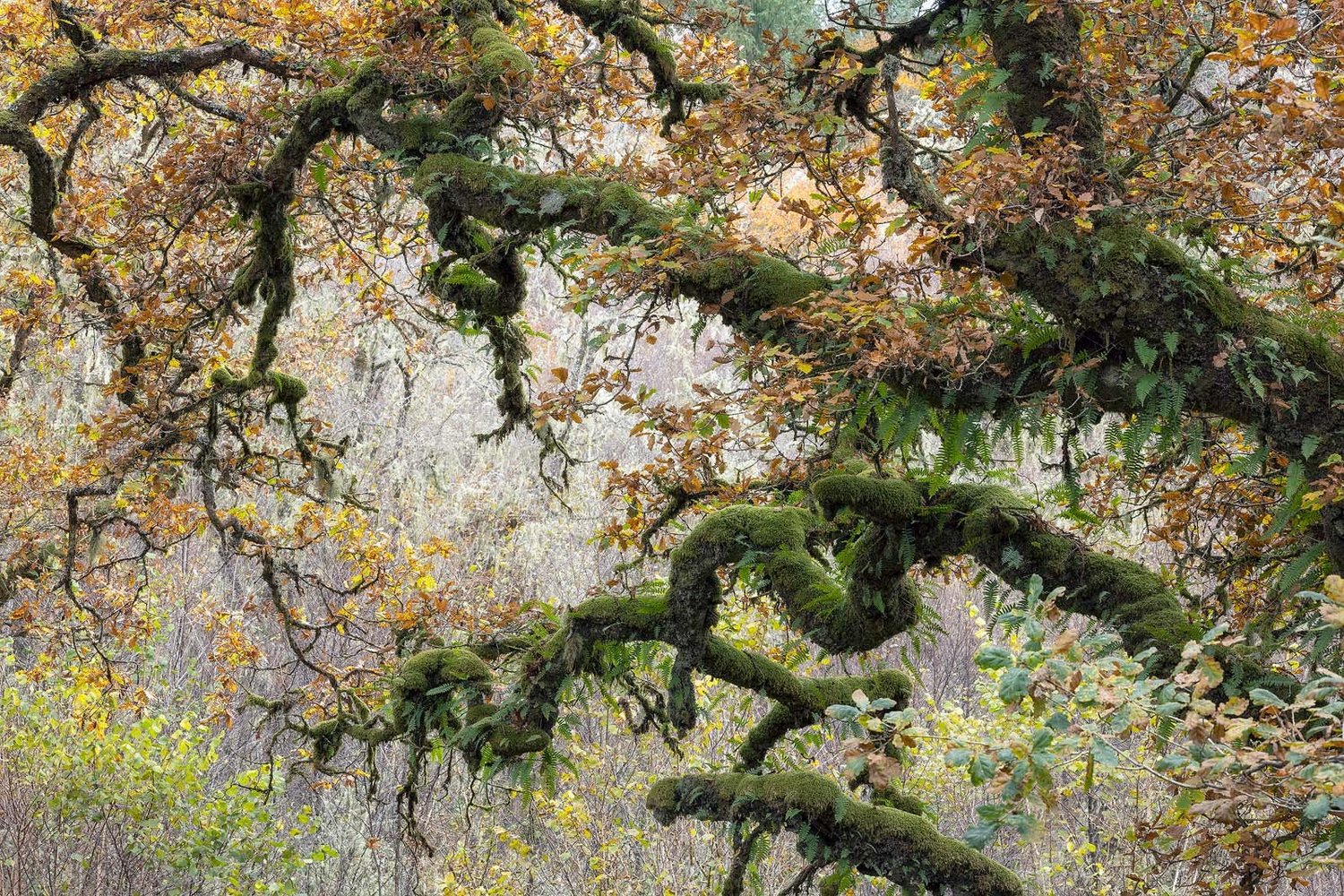 Trees — Robert Birkby