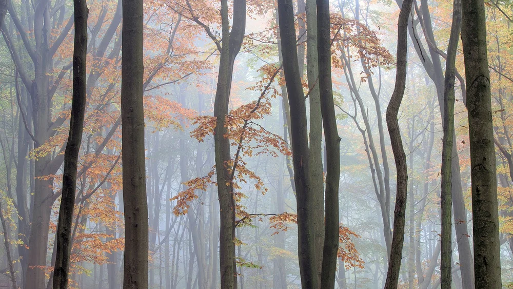 Trees — Robert Birkby