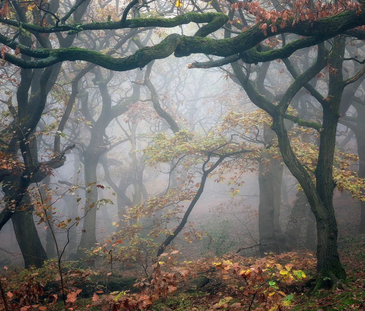 Trees — Robert Birkby