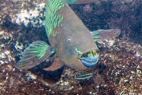 How do parrotfish jaws work? — Sargassogirl