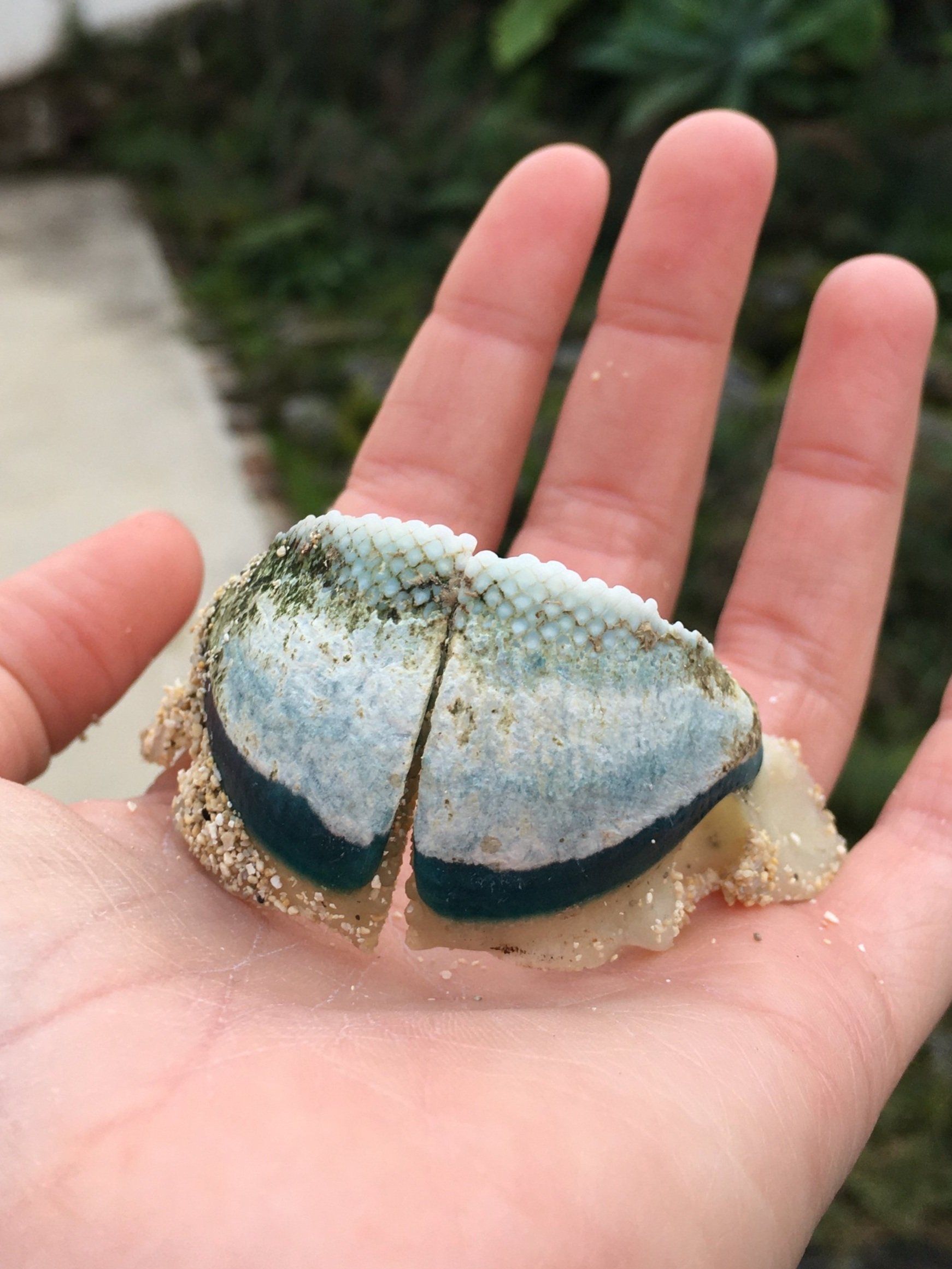 How do parrotfish jaws work? — Sargassogirl