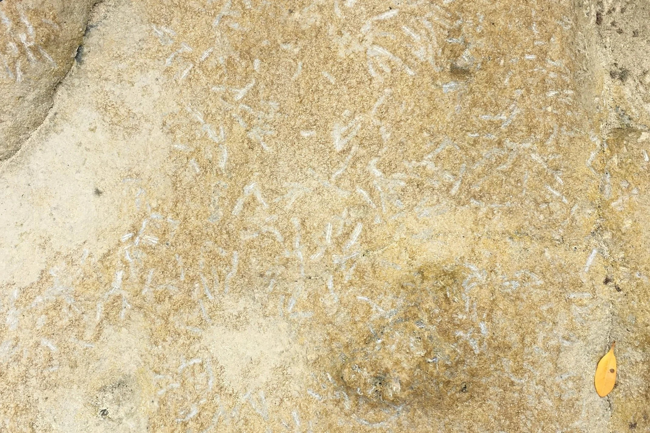 Bermuda’s parrotfish: a keystone species for the reef — Sargassogirl