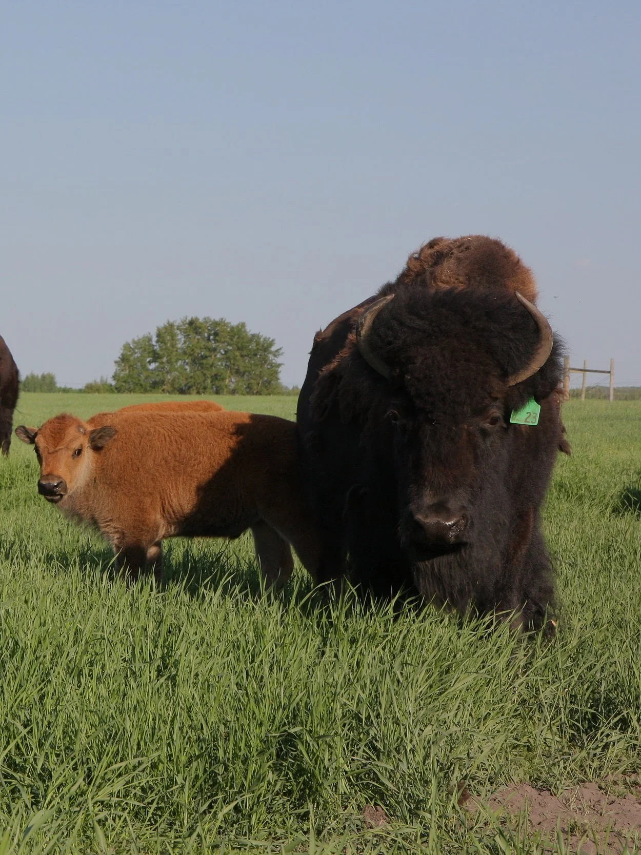 About Our Bison — Thundering Ground Bison Ranch
