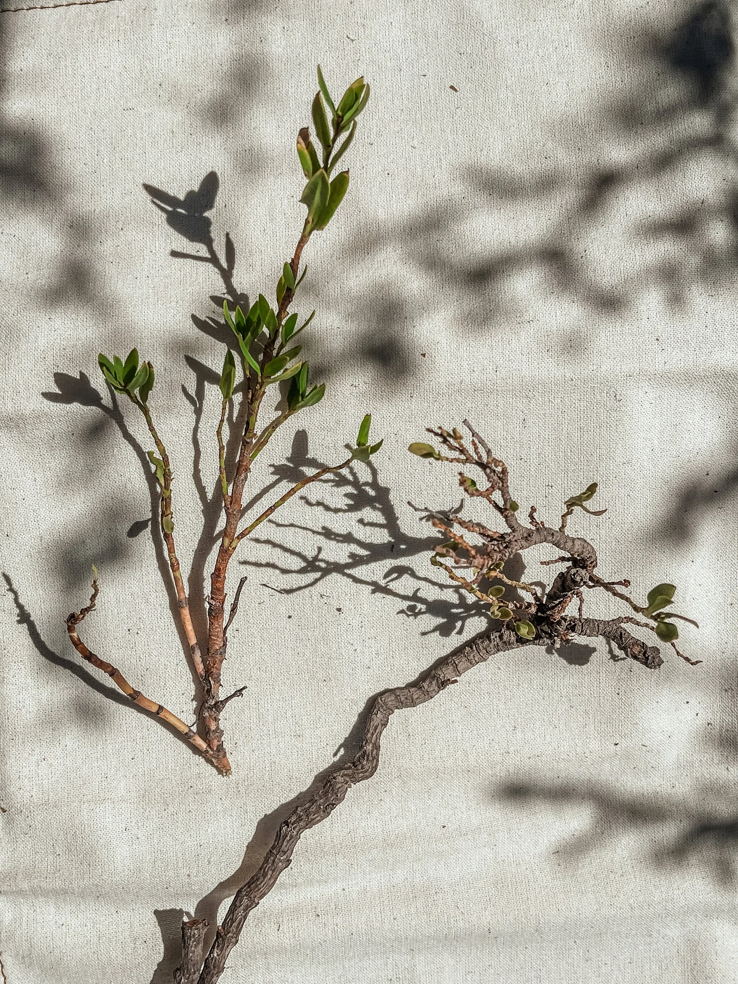 Inicio Restaurant - by Chef Justin Hayes