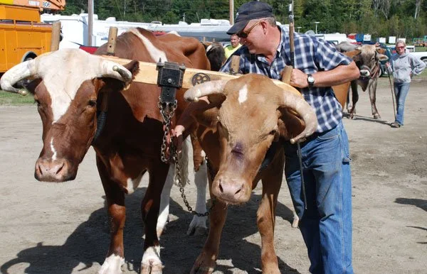 Pulling Ring — Farmington Fair