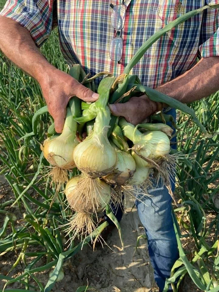 Collins Family Farms - Sweet Onions & Watermelons