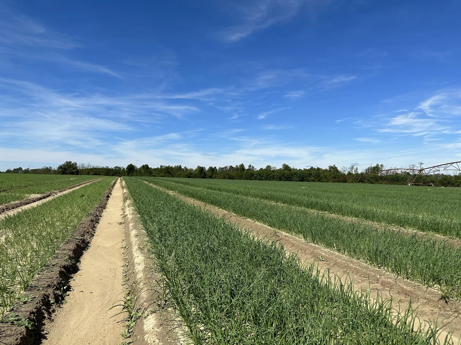 What We Grow — Collins Family Farms LLC