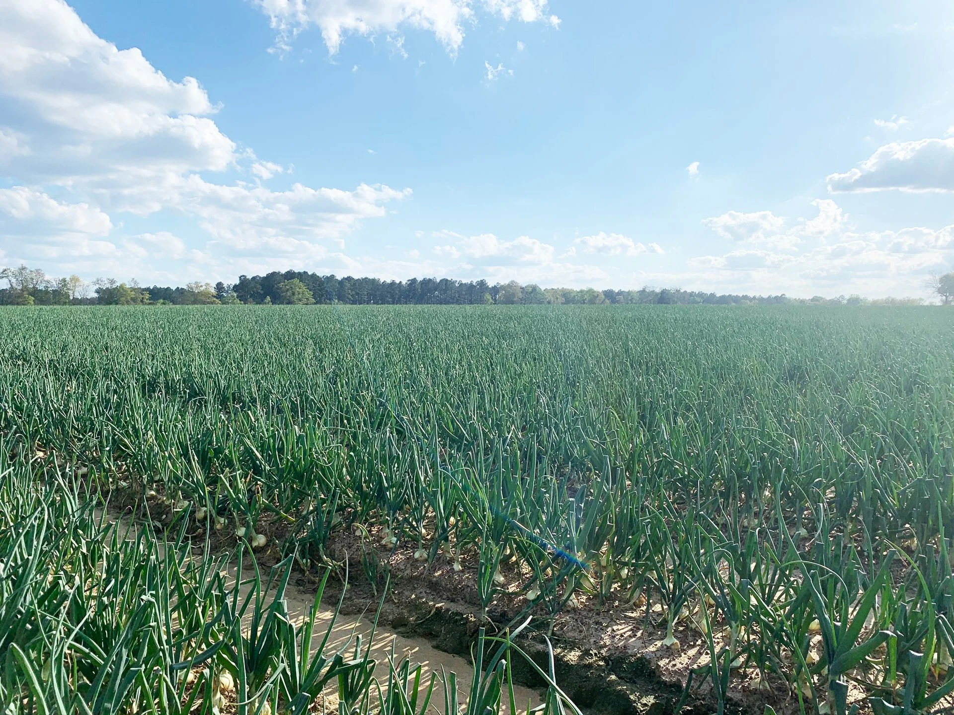 News Releases — Collins Family Farms LLC