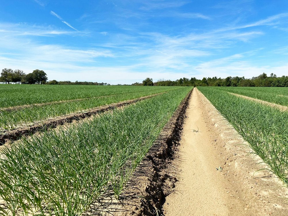 About Us — Collins Family Farms LLC