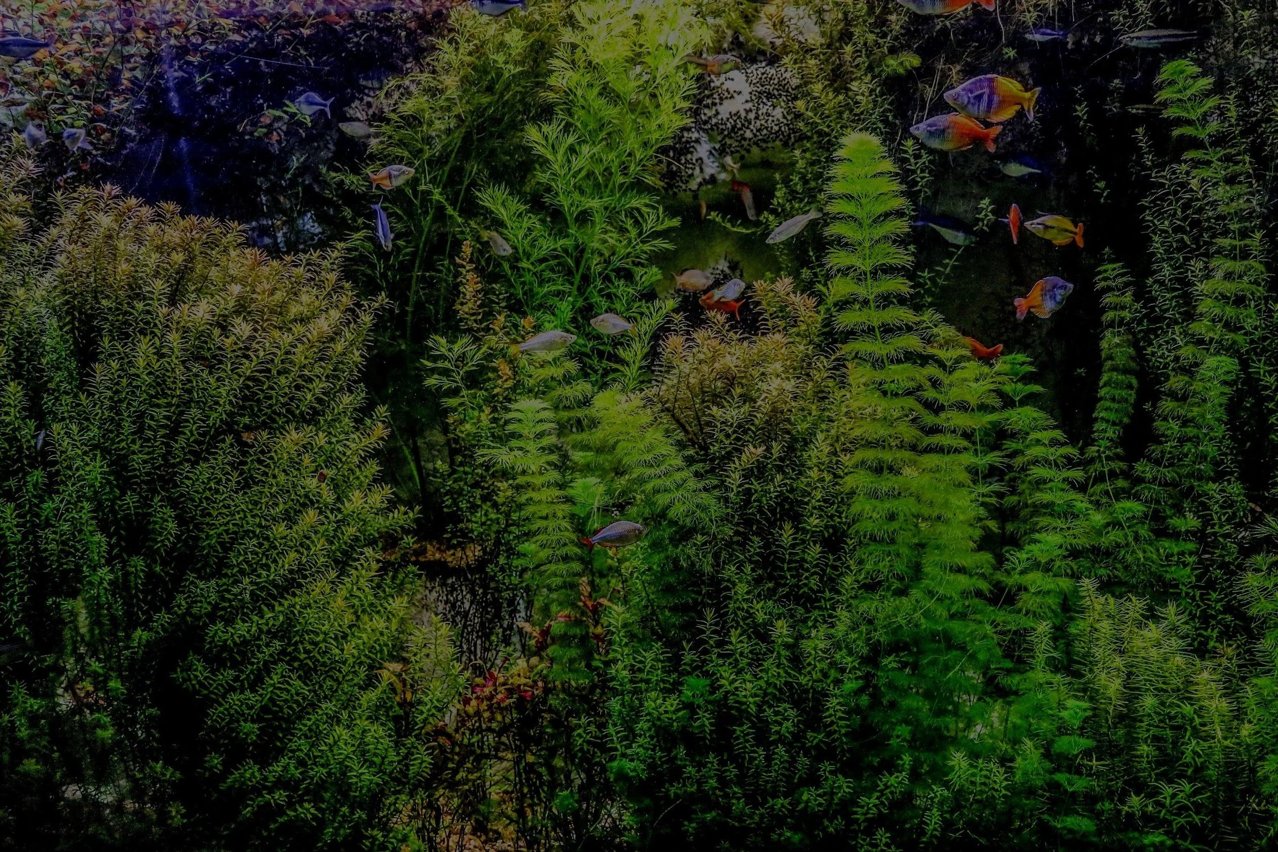 Rivershore Aquariums