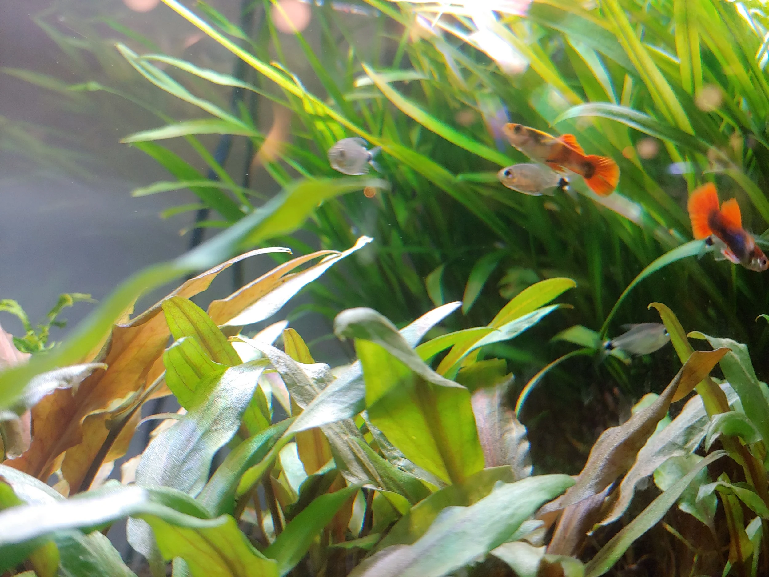 Rivershore Aquariums