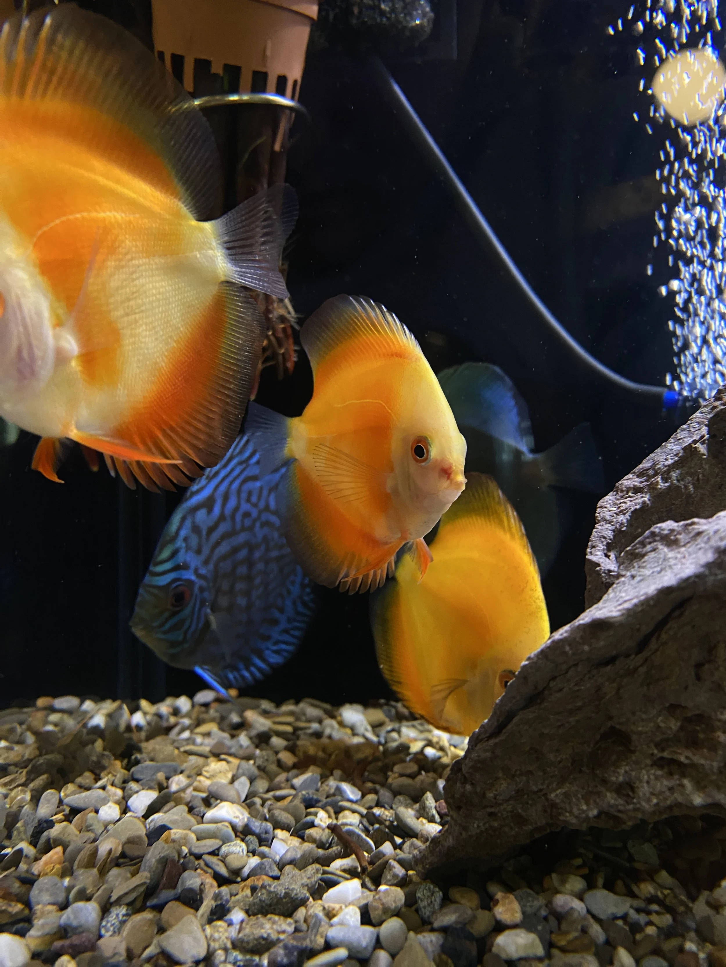 Rivershore Aquariums