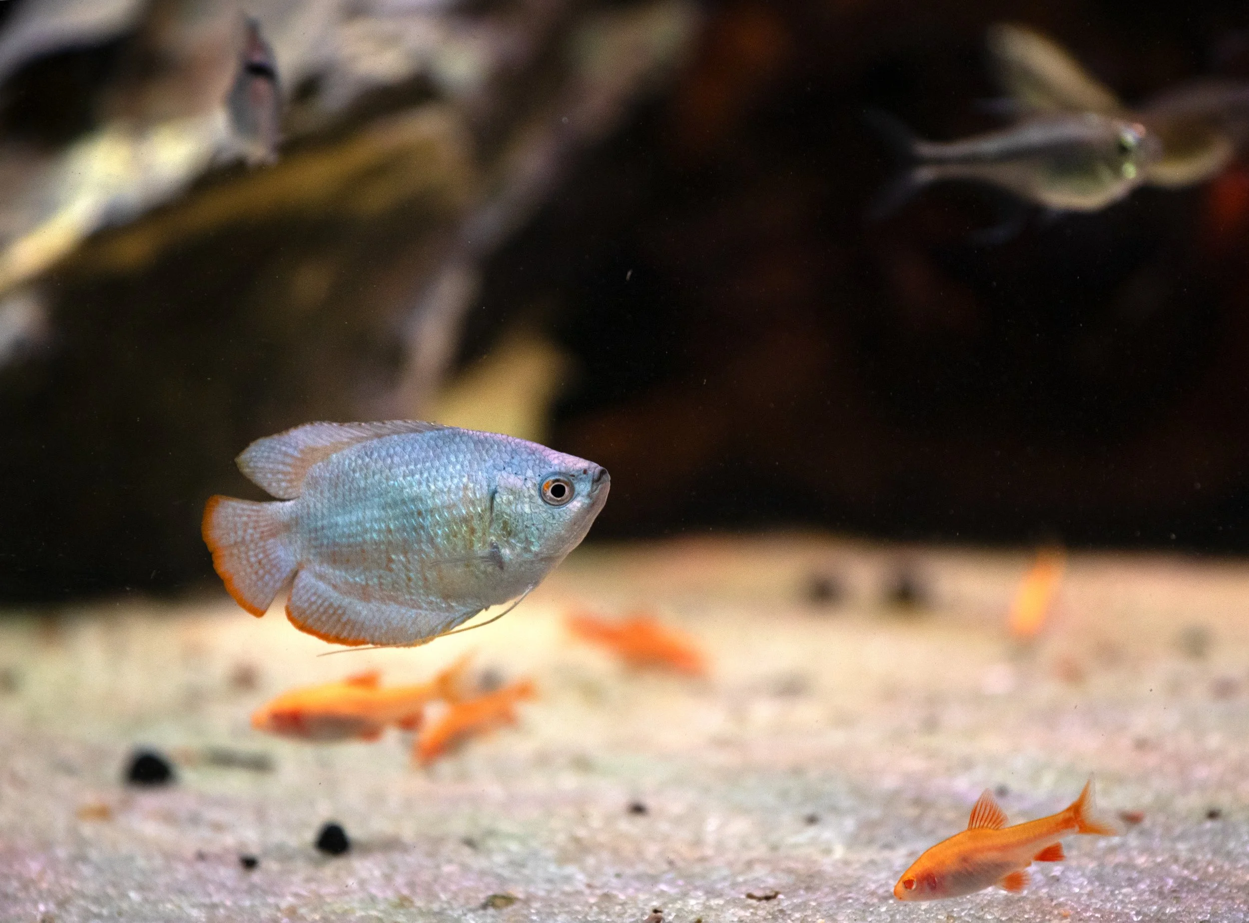 Rivershore Aquariums