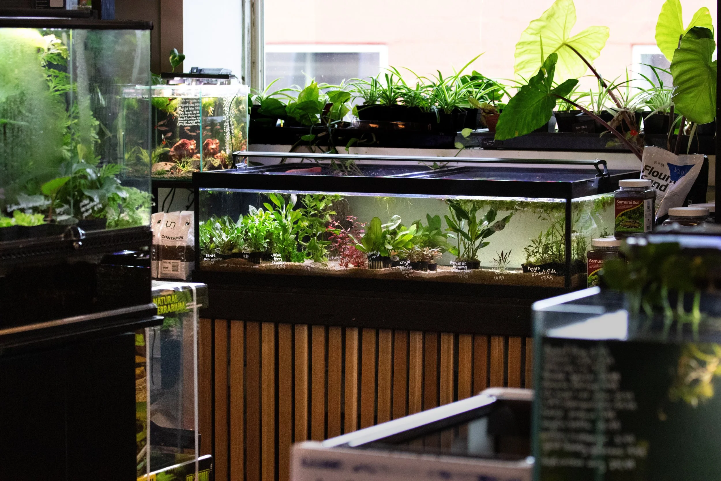 Rivershore Aquariums - Tropical fish store in the Twin Cities ...
