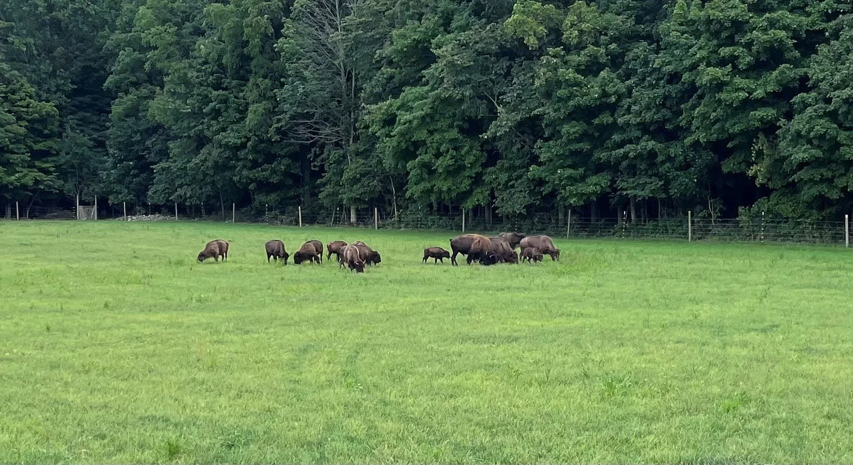 Indiana Grassfed Bison