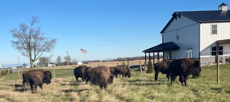 Indiana Grassfed Bison