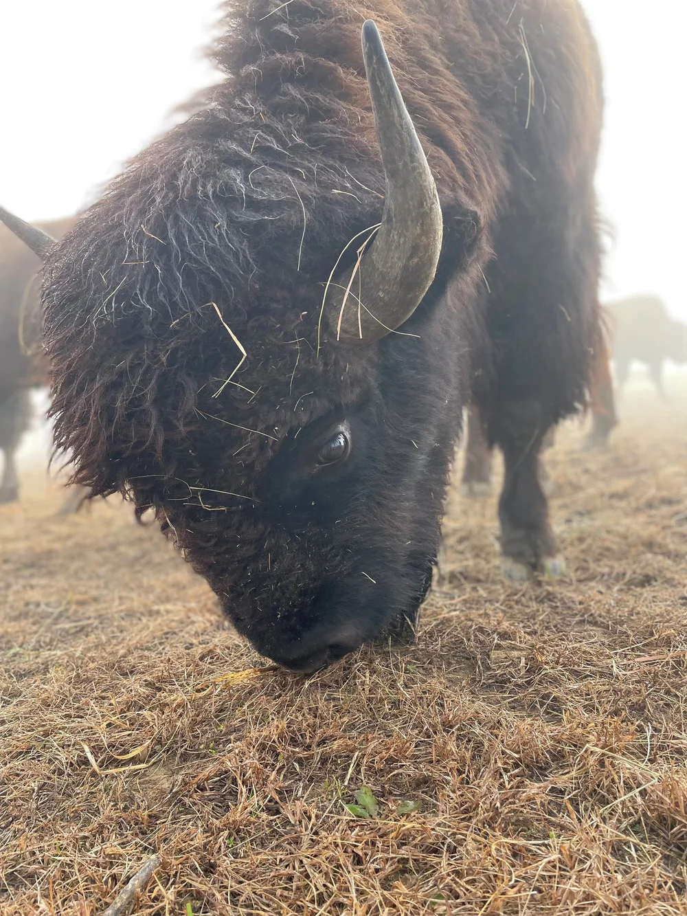 Indiana Grassfed Bison