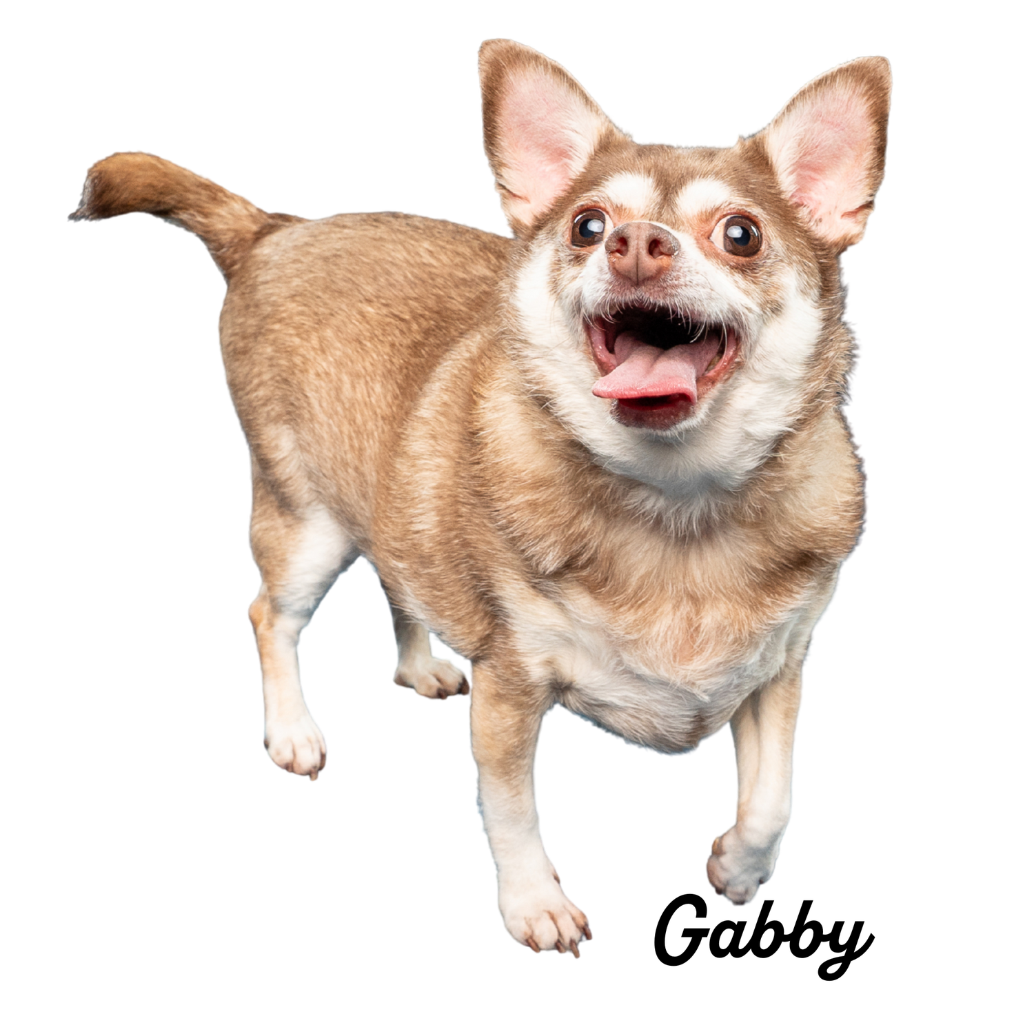 RAL Adoptable Dogs — Richmond Animal League