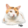 RAL Adoptable Cats — Richmond Animal League
