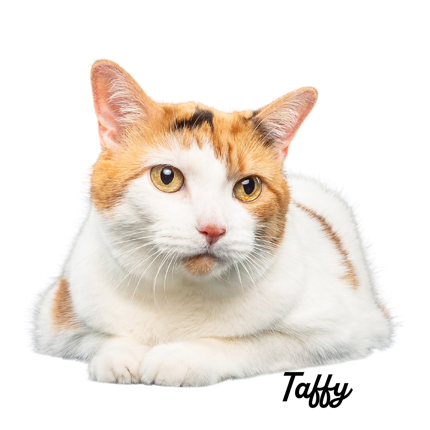RAL Adoptable Cats — Richmond Animal League