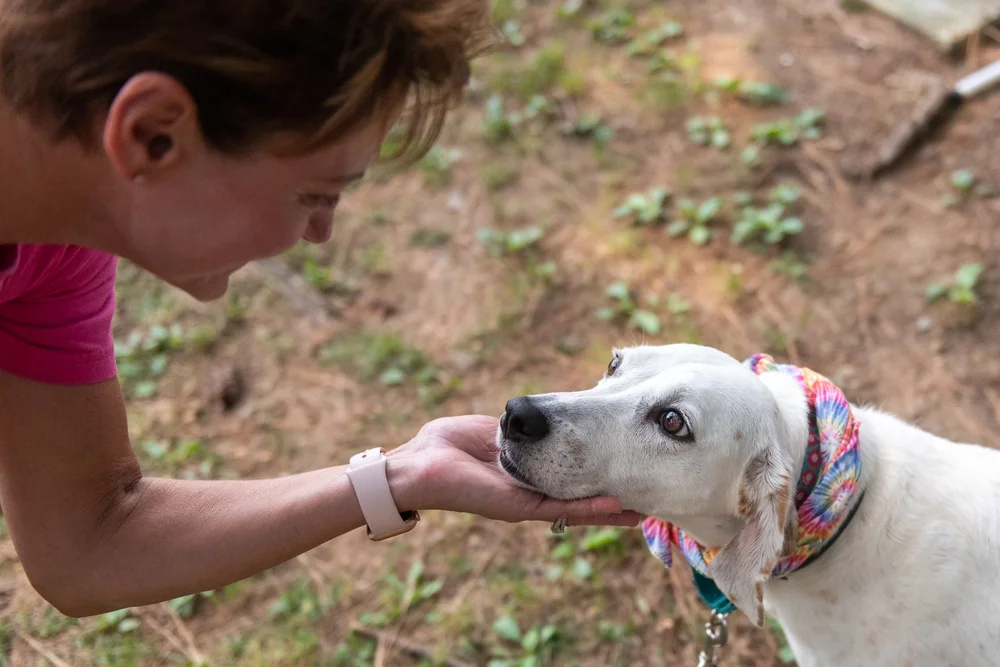 How to Adopt a Pet — Richmond Animal League