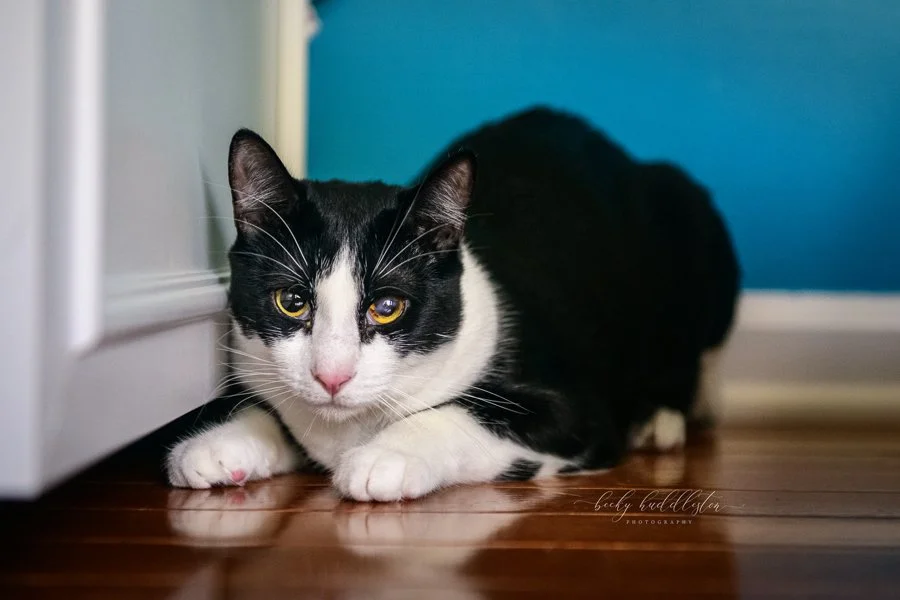 RAL’s 2023 Cat Mascot! — Richmond Animal League