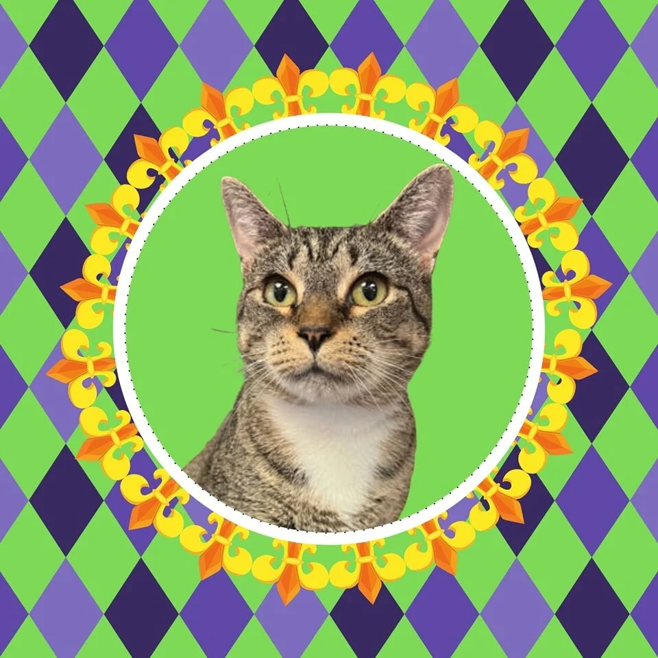 Contact Us — Richmond Animal League