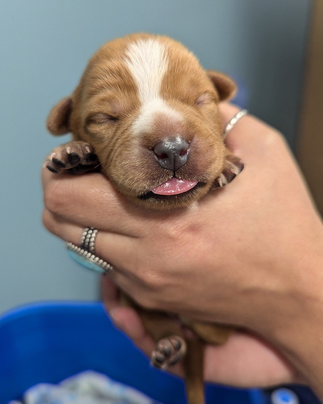 Contact Us — Richmond Animal League