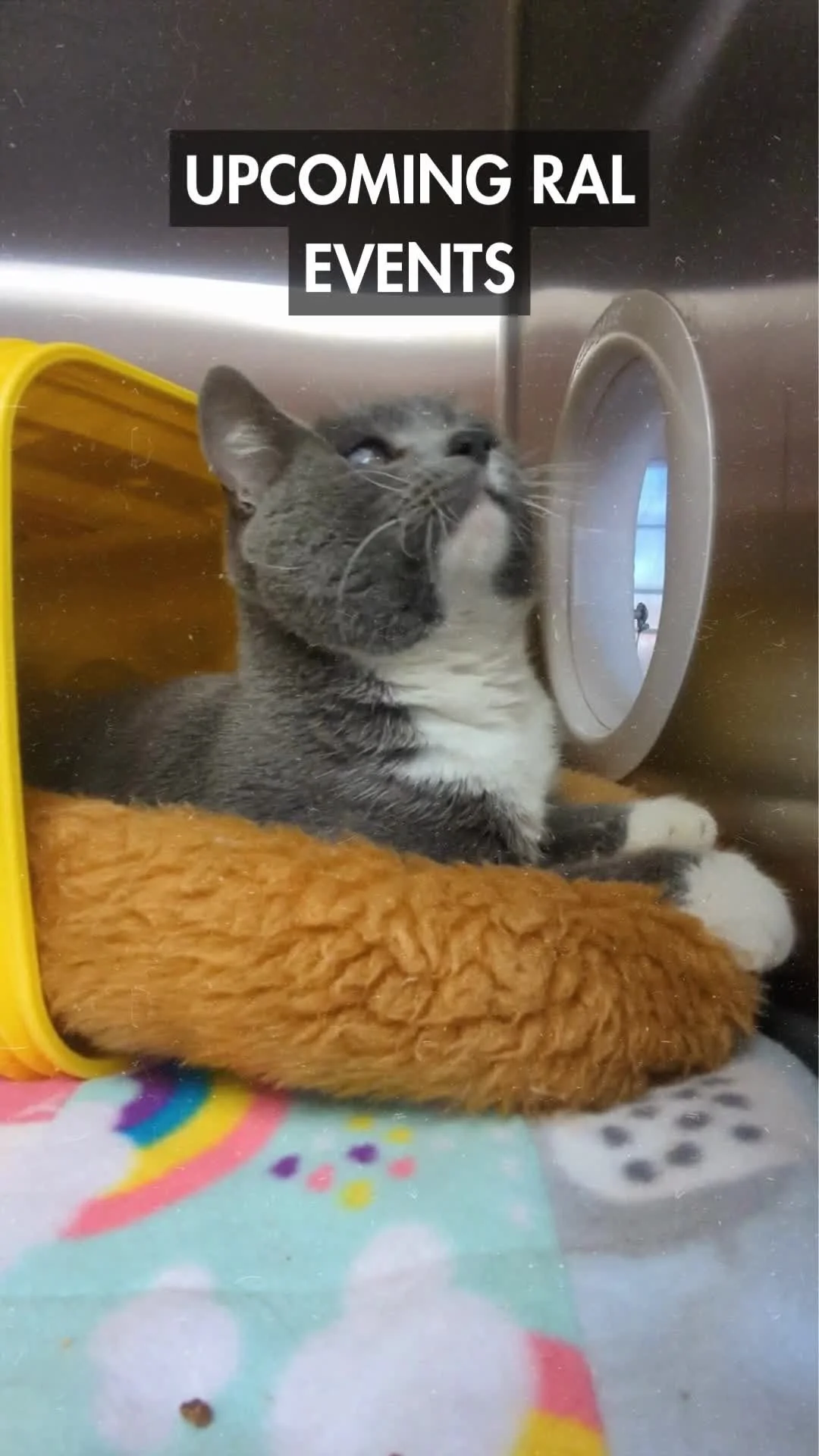Richmond Animal League