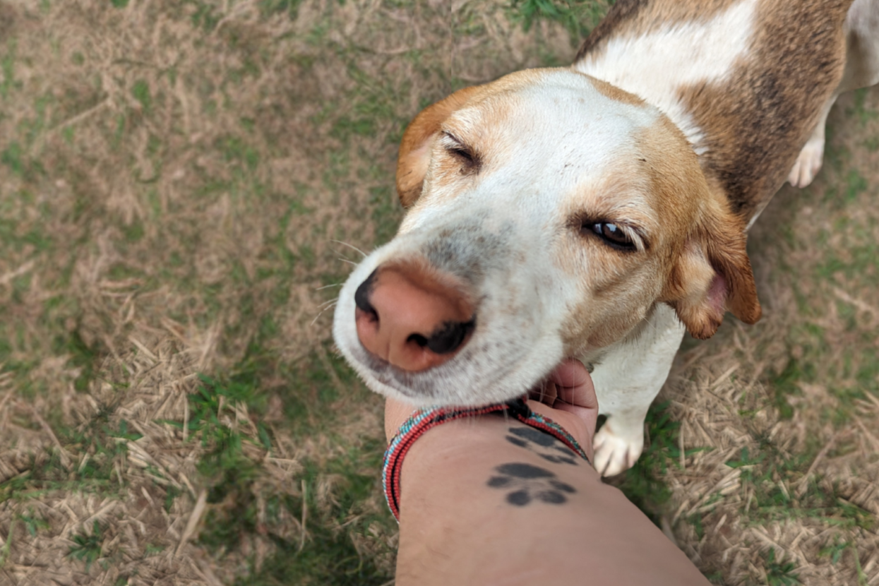 Richmond Animal League | Animal Shelter In Richmond Virginia