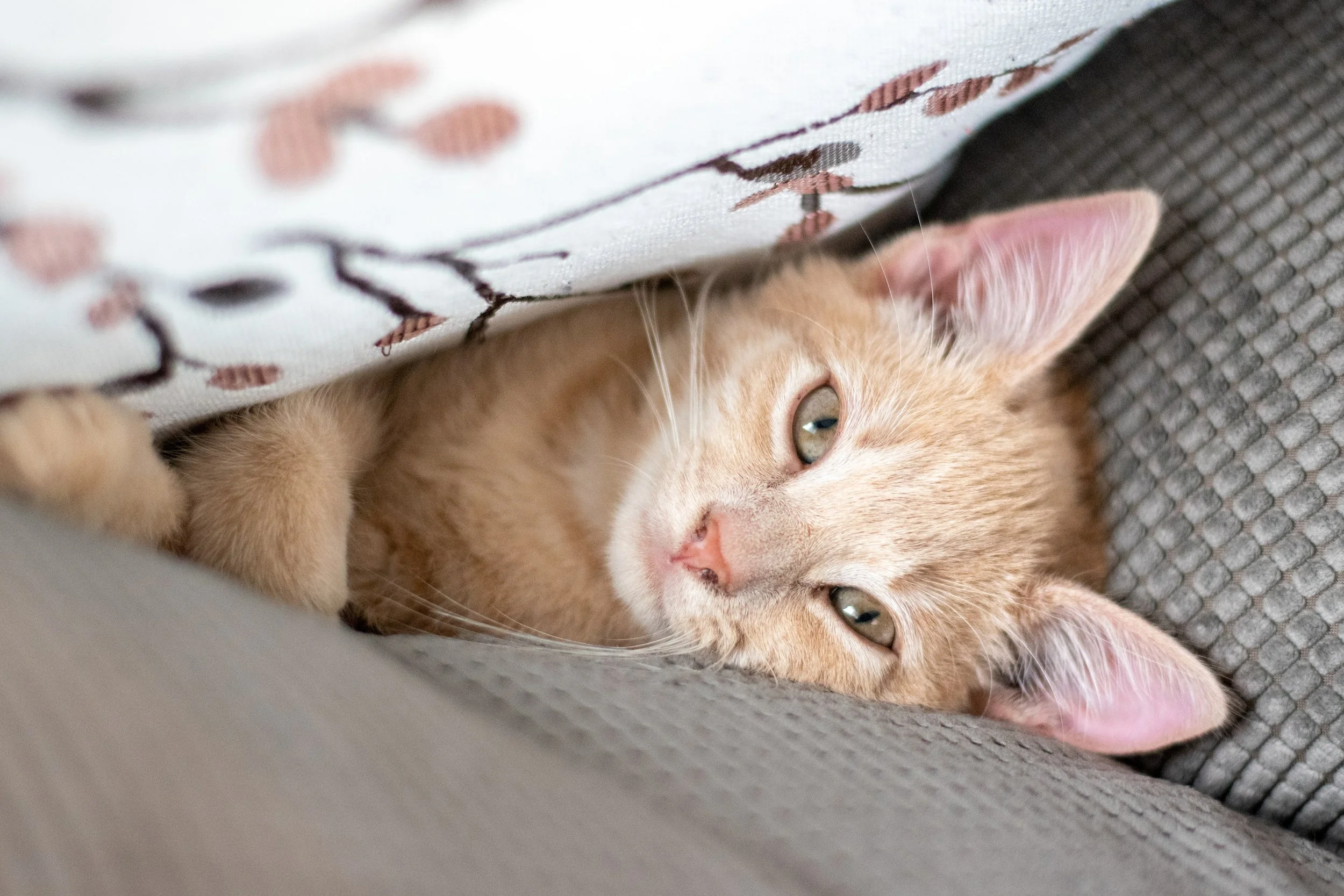 Fostering a Pet — Richmond Animal League