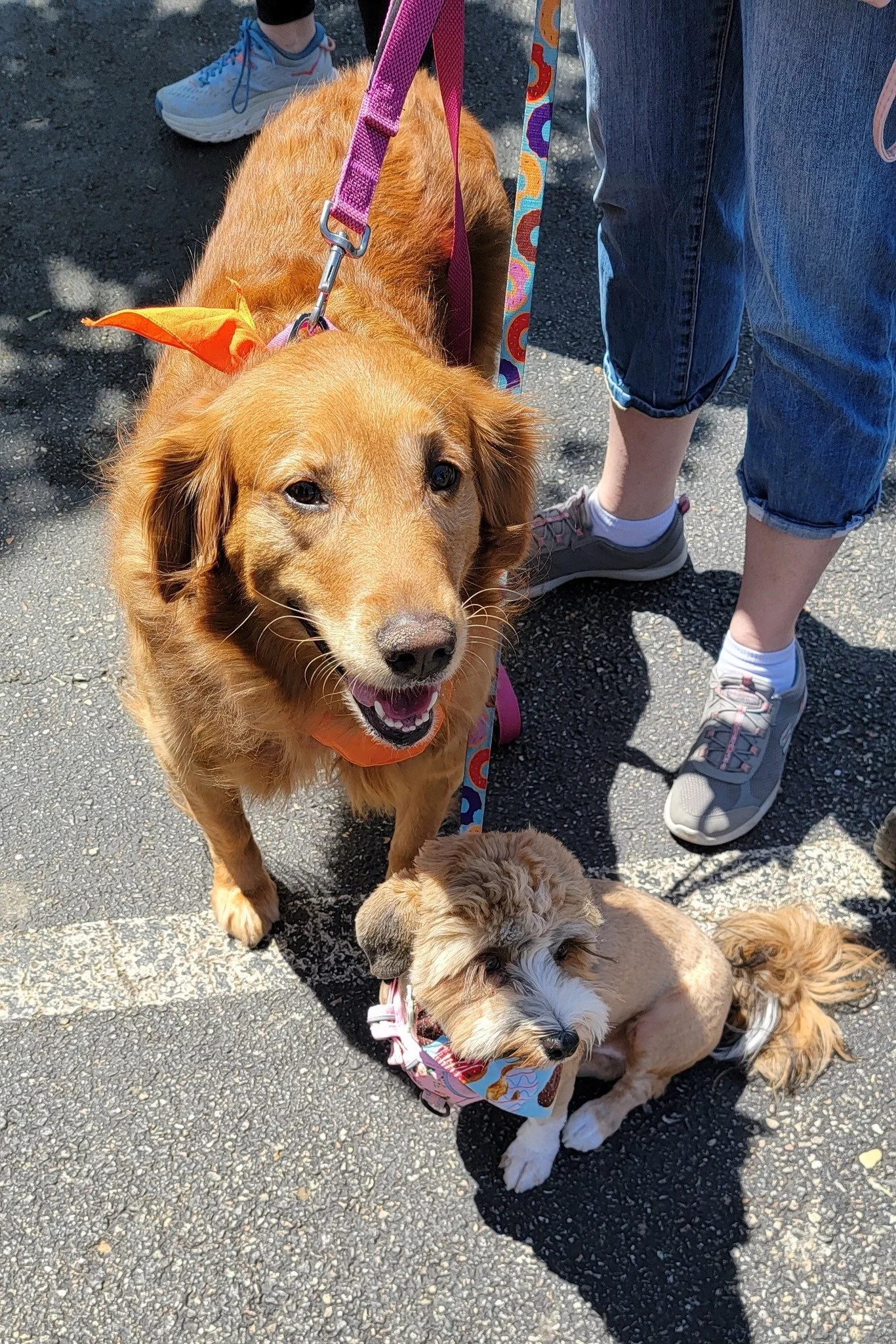 Woofstock — Richmond Animal League