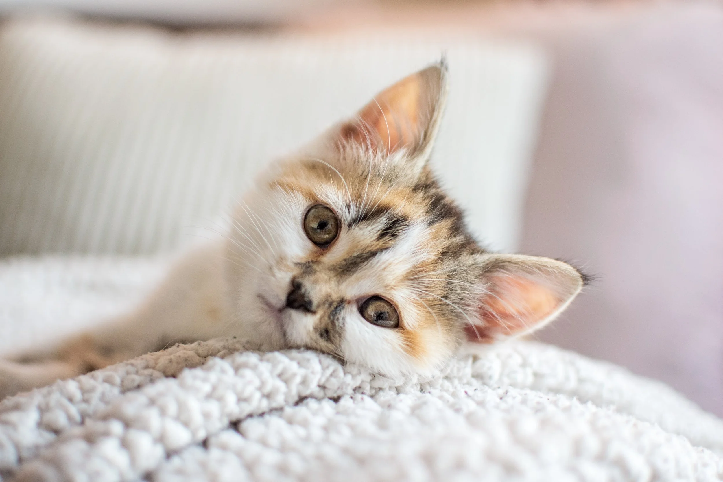 Contact Us — Richmond Animal League