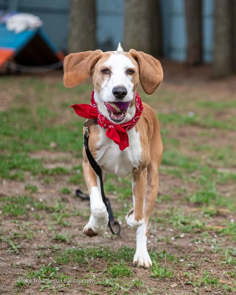 Fostering a Pet — Richmond Animal League