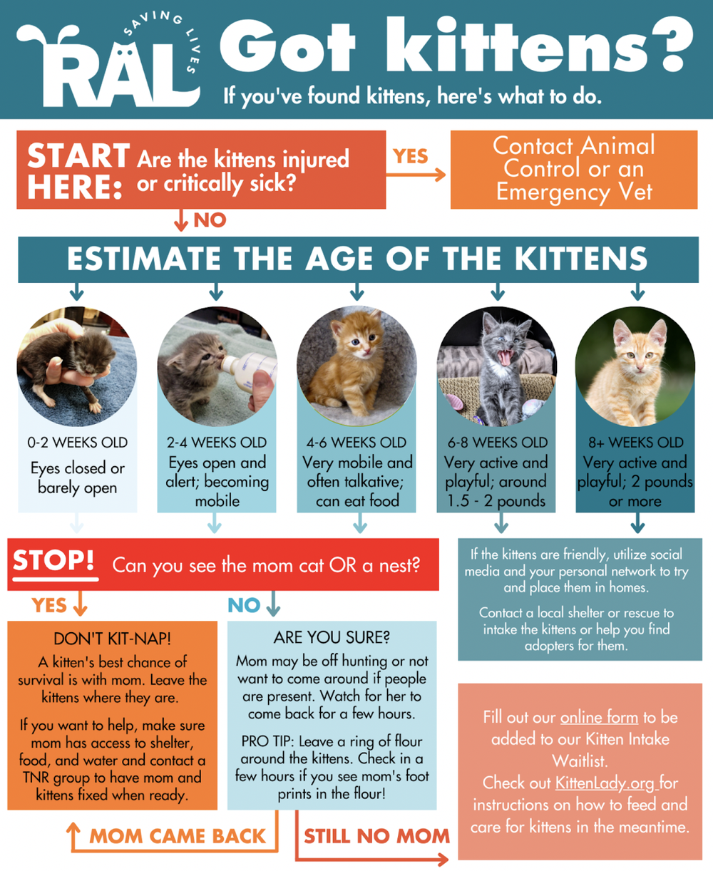 What to do if you Find Kittens — Richmond Animal League