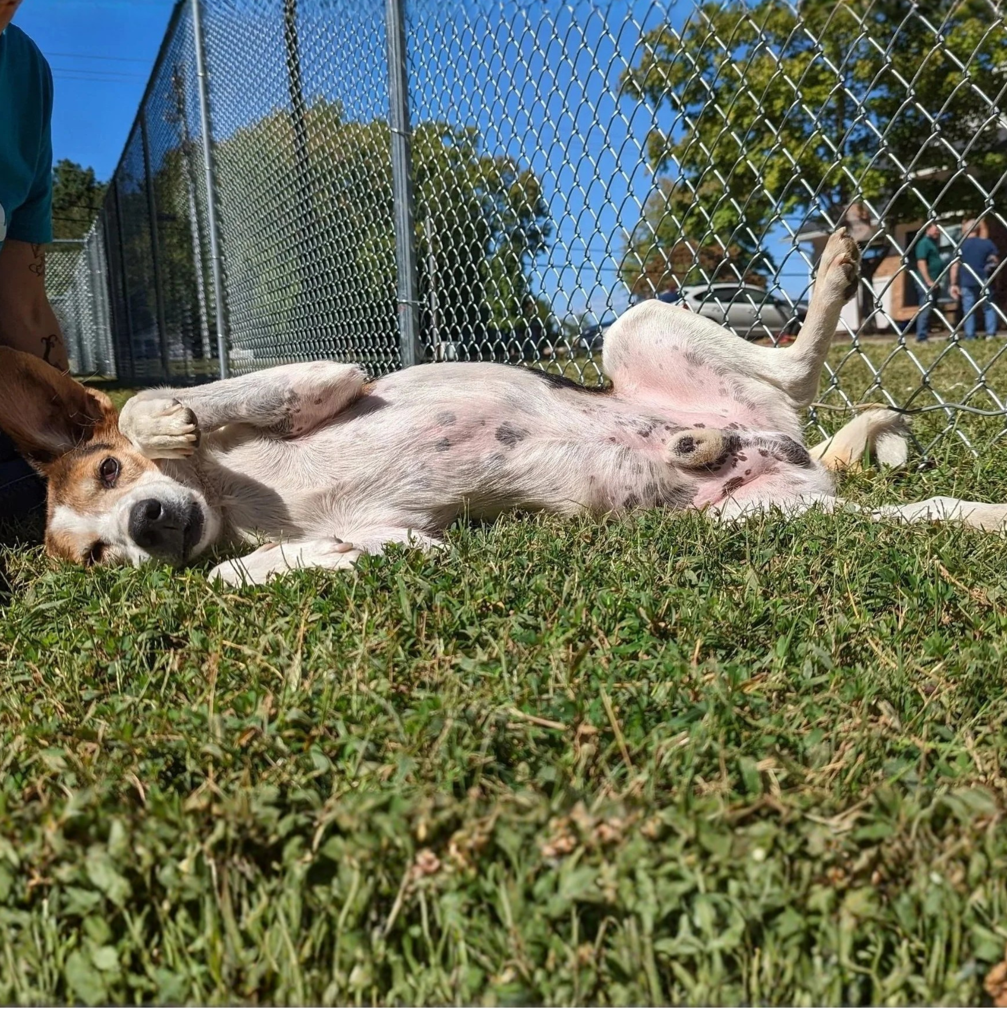 About Richmond Animal League | Animal Shelter in Richmond — Richmond ...