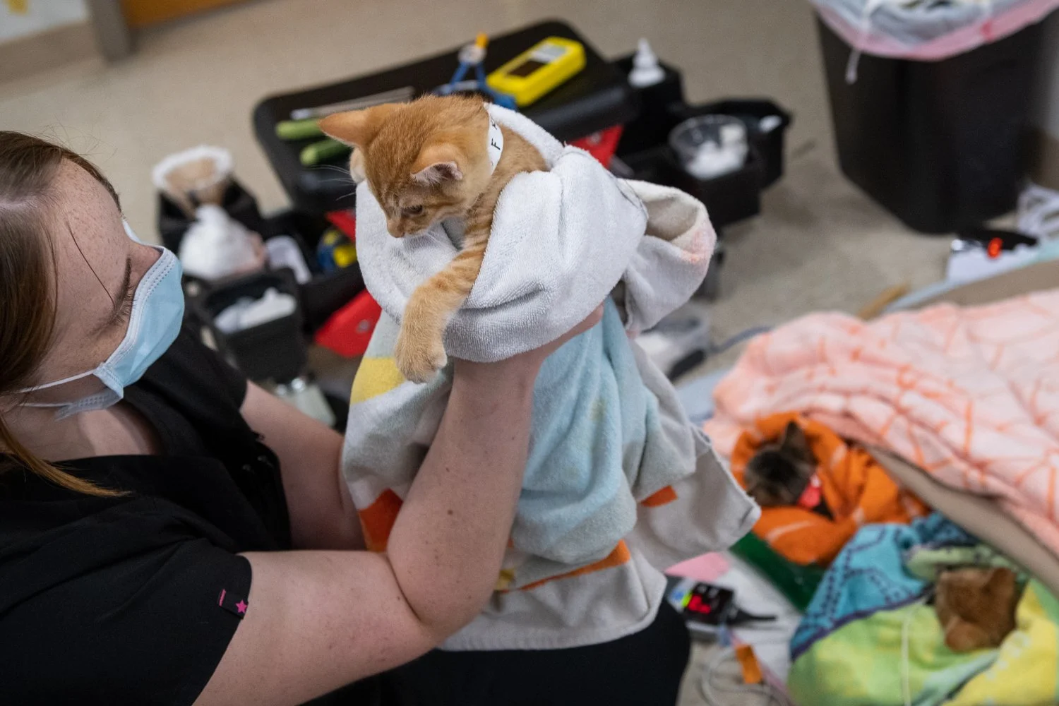 Spay & Neuter Clinic FAQ — Richmond Animal League