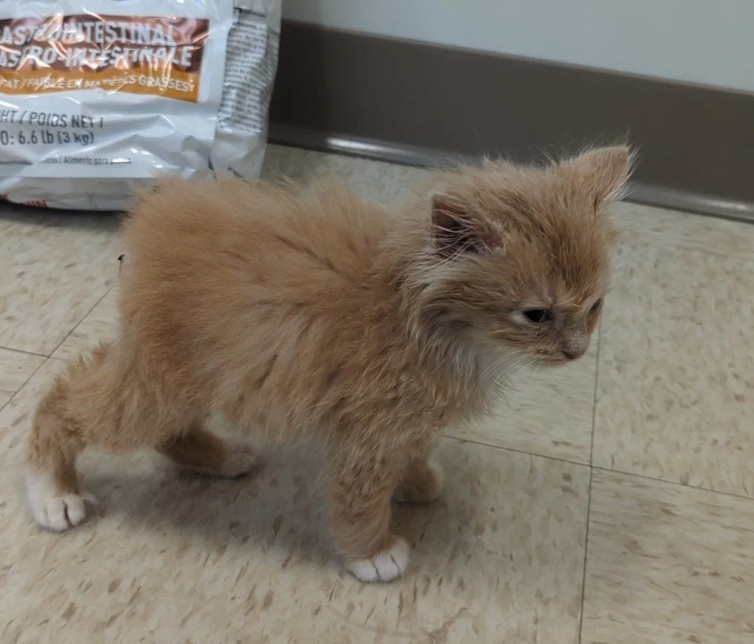 Understanding Manx Syndrome in Cats — Richmond Animal League