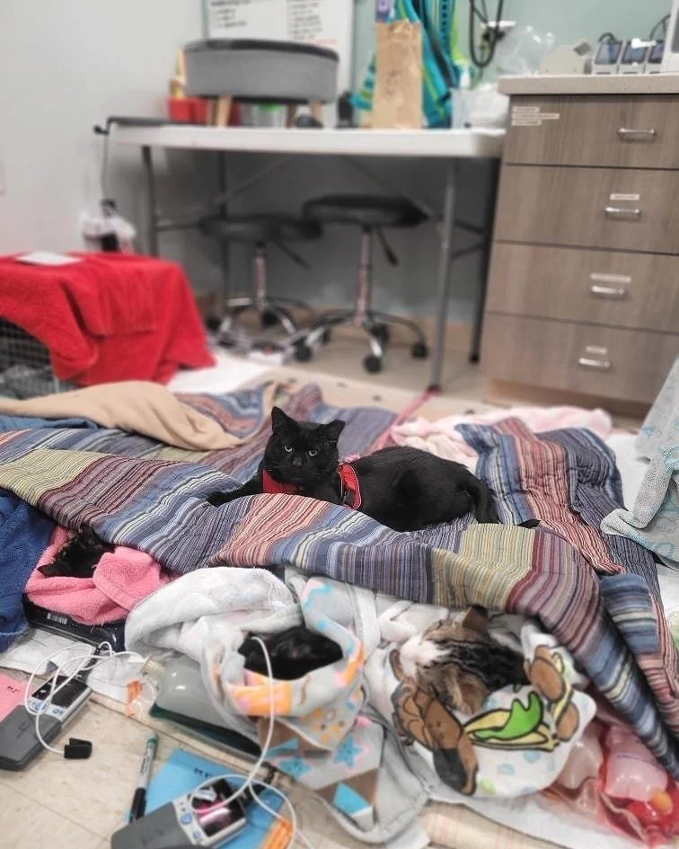 About Our Clinic — Richmond Animal League