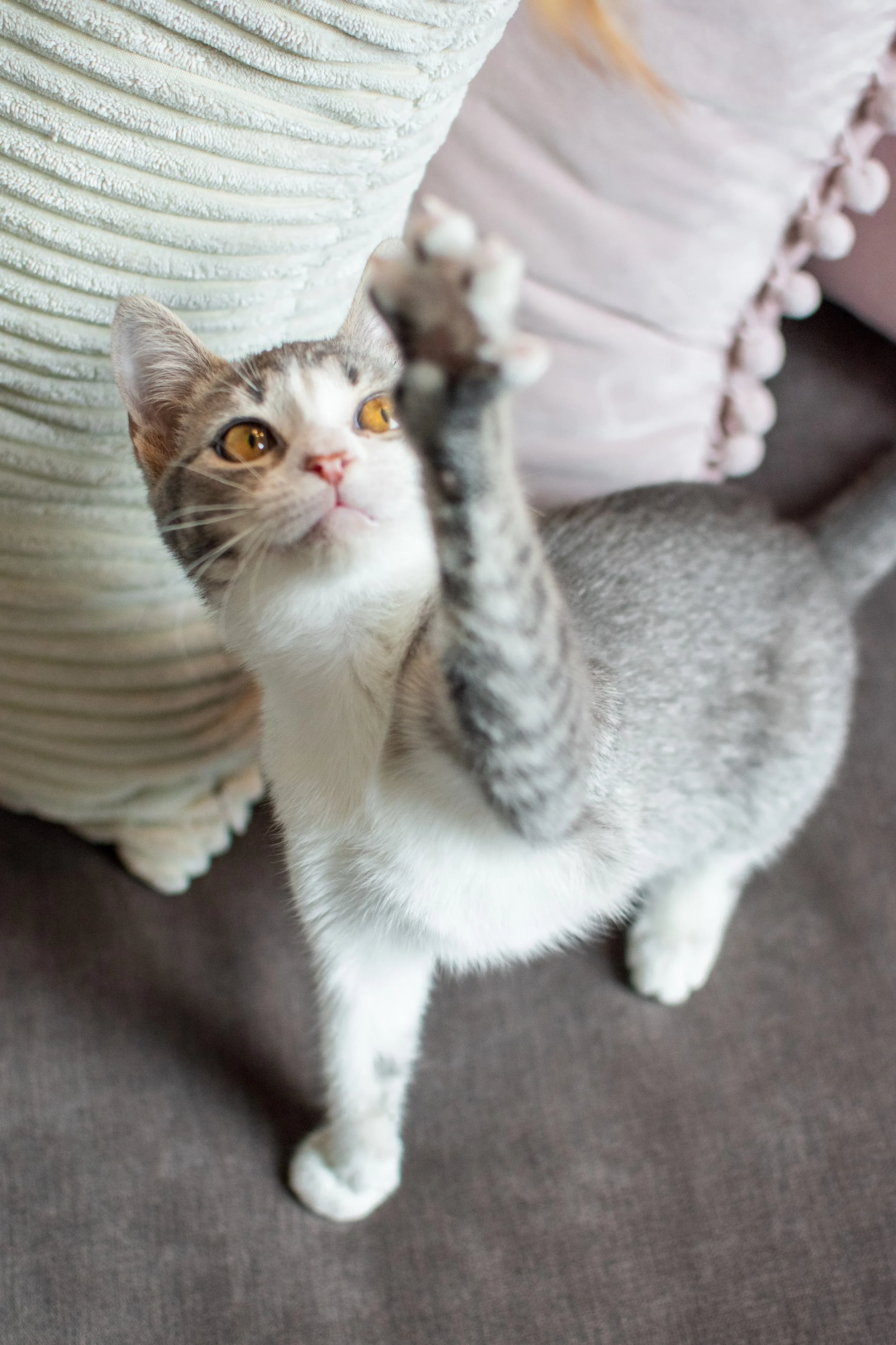 Donate | Make a Difference Today – Donate Now — Richmond Animal League
