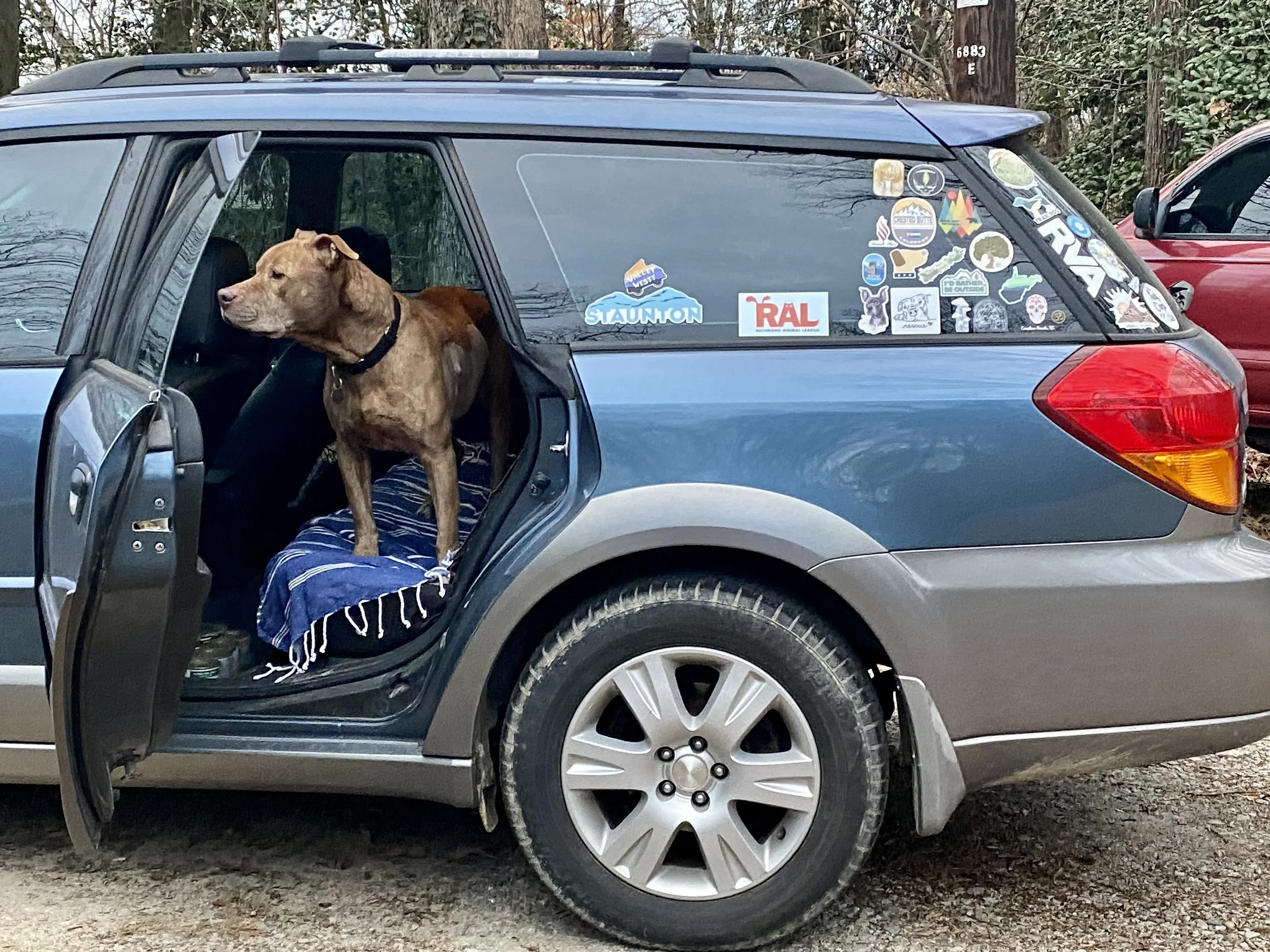 Fostering a Pet — Richmond Animal League