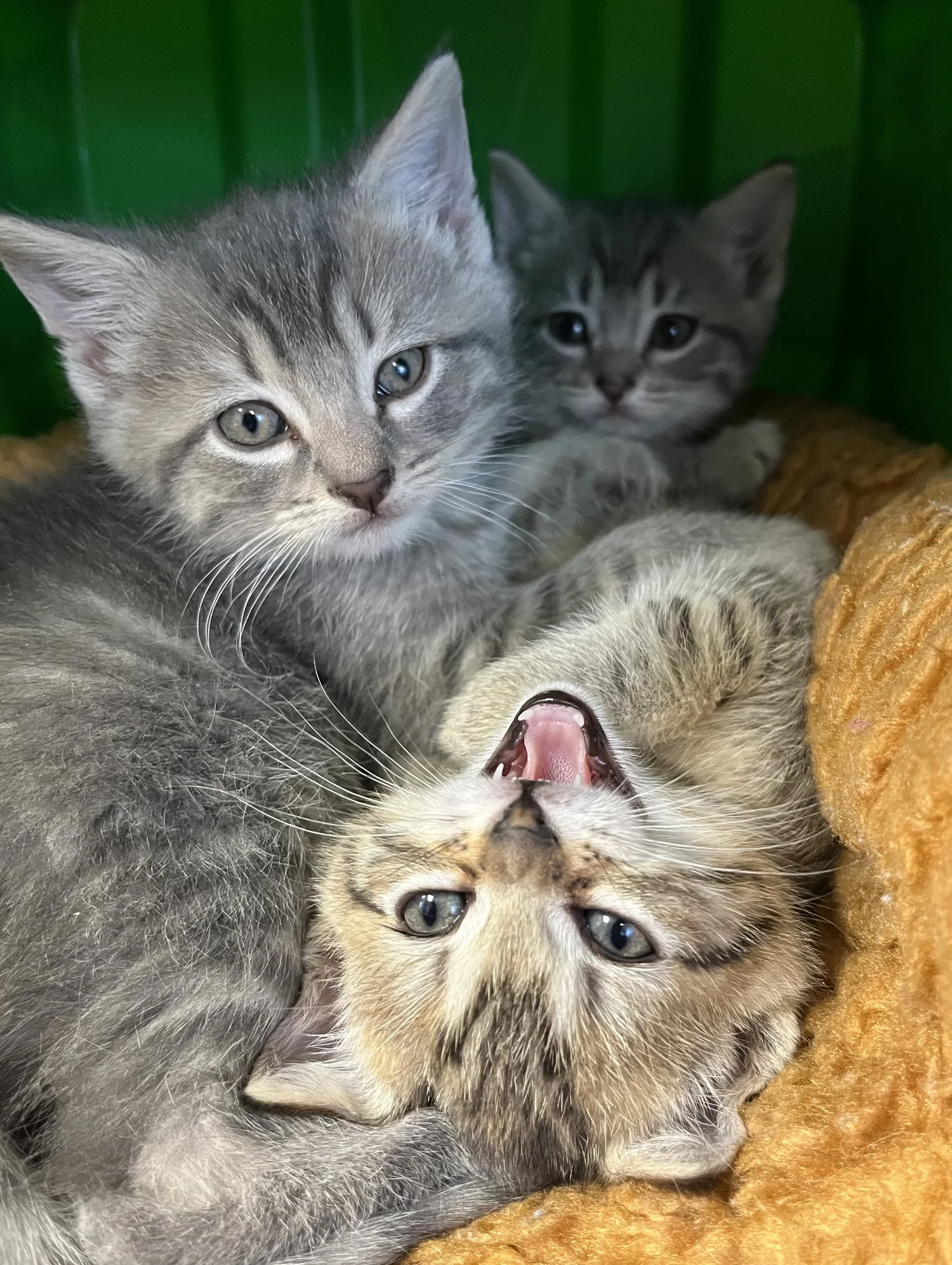 Richmond Animal League | Animal Shelter In Richmond Virginia
