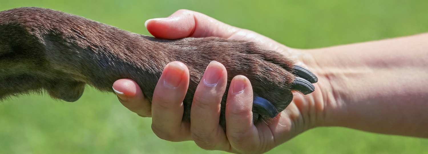 Partner with RAL — Richmond Animal League