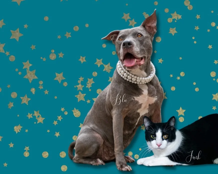 Sugar & Spice — Richmond Animal League