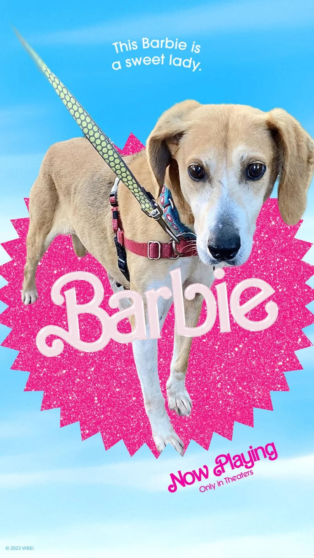 RAL Adoptable Barbies — Richmond Animal League