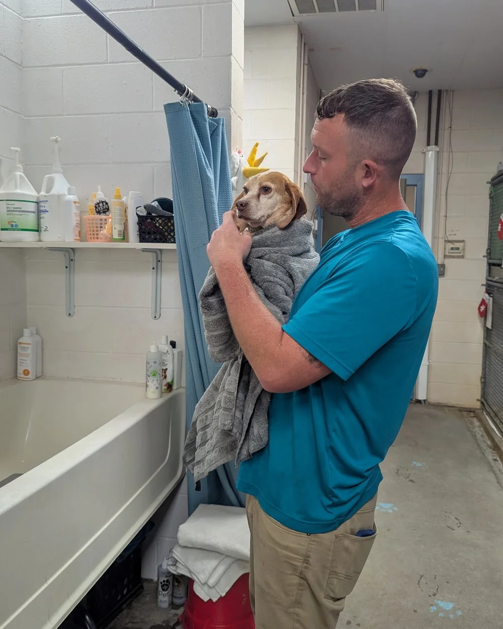 About Richmond Animal League | Animal Shelter in Richmond — Richmond ...